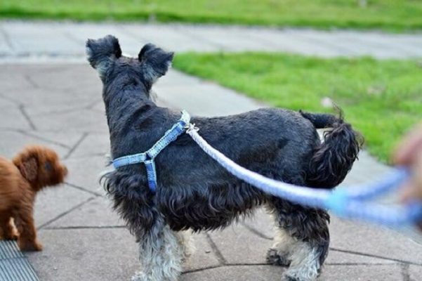 Bộ dây và yêm đệm tròn 👍🏻😍 - Cutepetshop