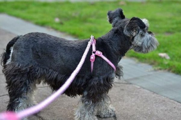 Bộ dây và yêm đệm tròn 👍🏻😍 - Cutepetshop